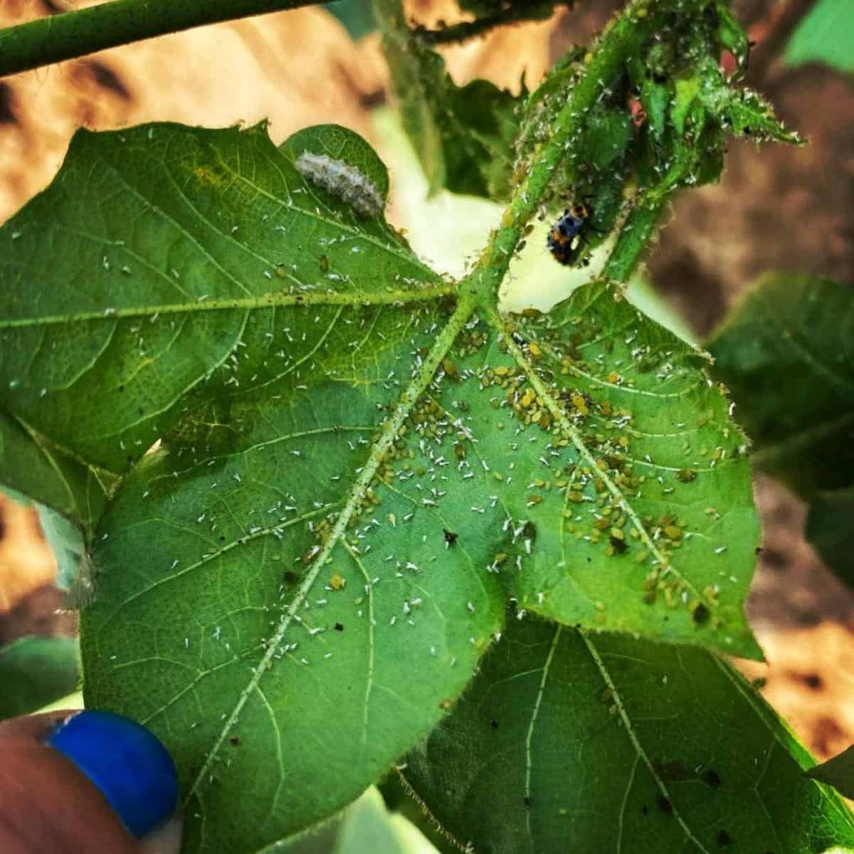 Melon Aphids: What Are They and How To Control Them