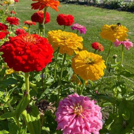 Butterfly Bush Companion Plants