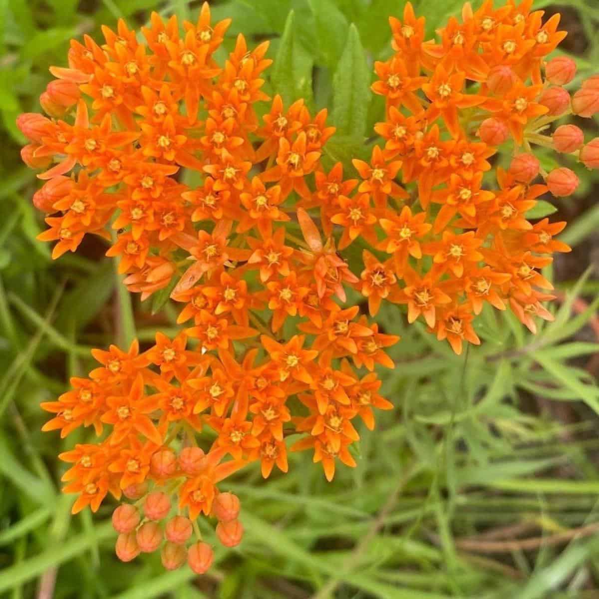 Butterfly Bush Companion Plants