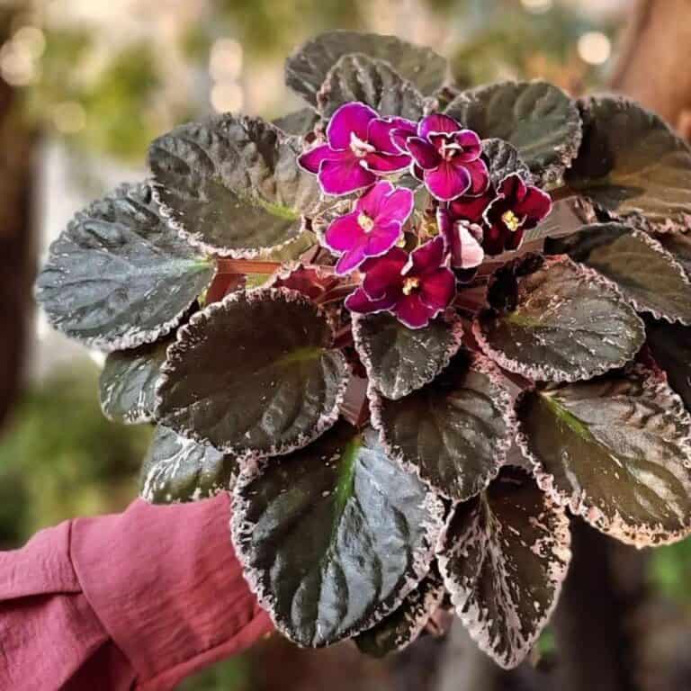 How To Kill Mealybugs On African Violets
