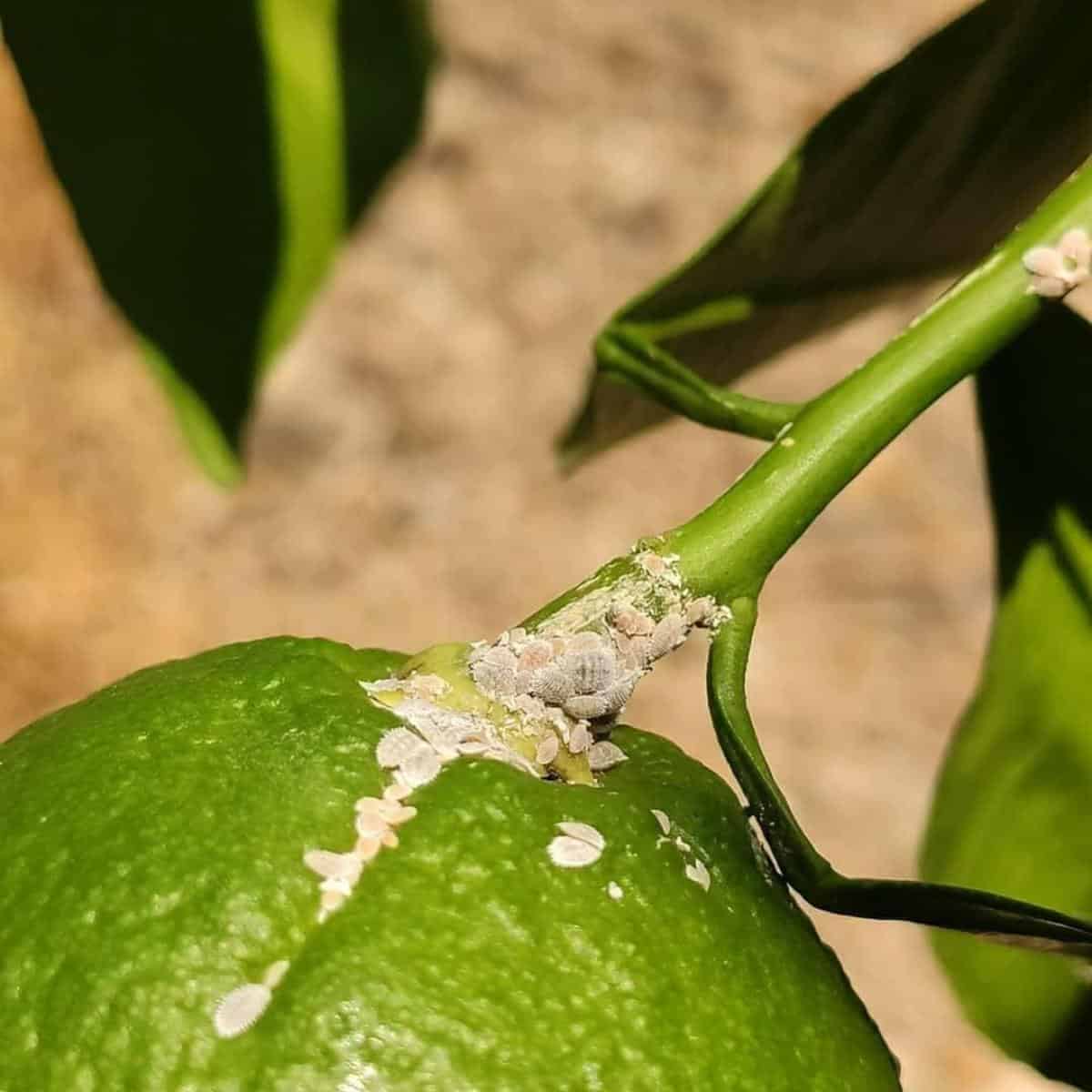 Citrus Mealybug Control: Getting Rid Of Citrus Mealy Bugs