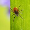 Does Neem Oil Work For Controlling Ticks?
