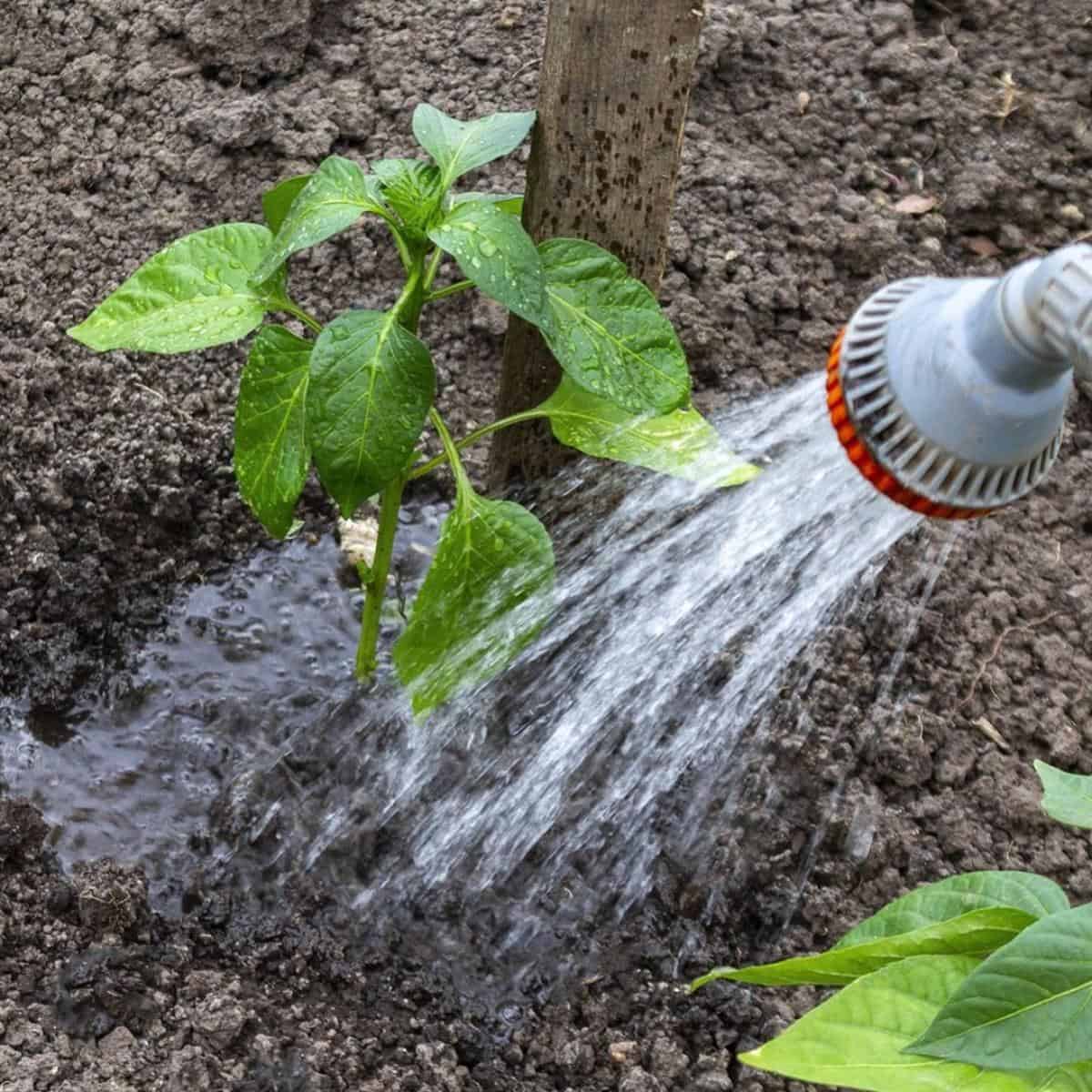 How Much Neem Oil Per Gallon Of Water?