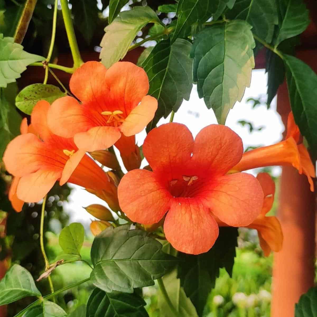 Trumpet Vine: How To Care For Campsis Radicans