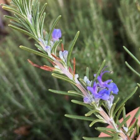 Rosemary Plant: How To Care For The Herb Rosemary