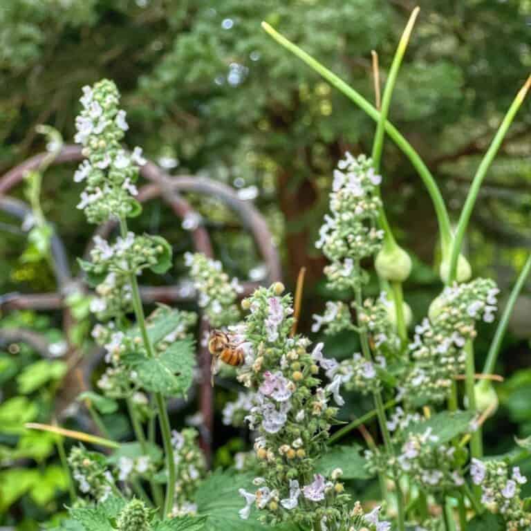 Catnip Plant: How To Grow And Care For Catnip