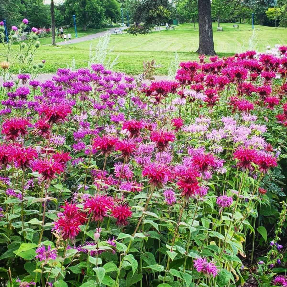 Bee Balm Plant: How To Grow And Care For Monarda [UPDATED]