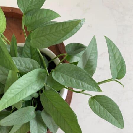 Pothos Varieties: 10 Popular Types of Pothos For Your Home