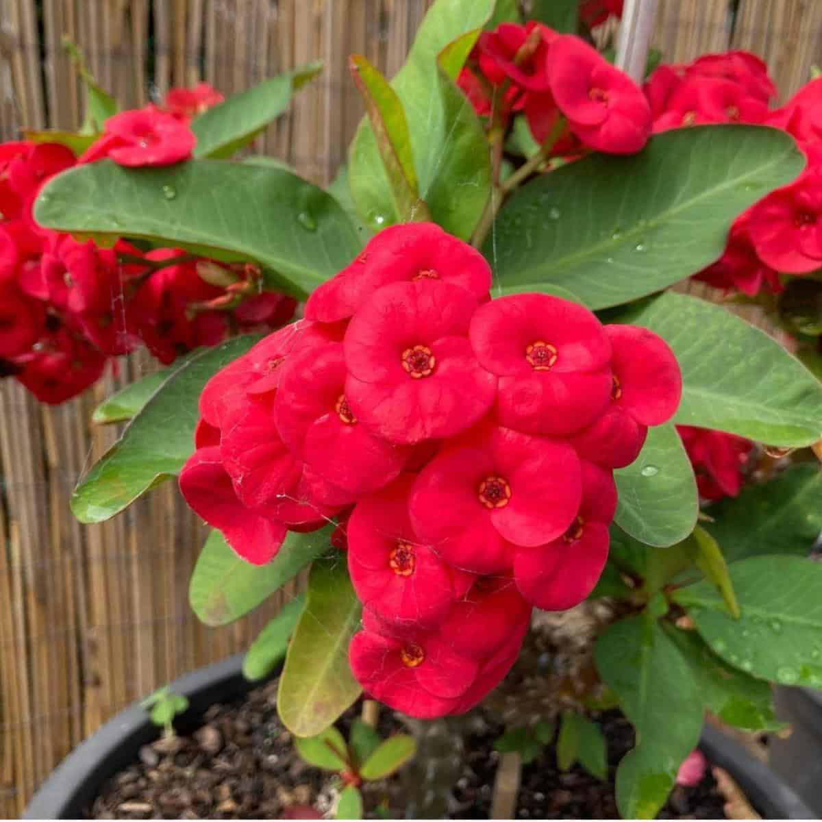 Is The Crown Of Thorns Plant Poisonous or Toxic?