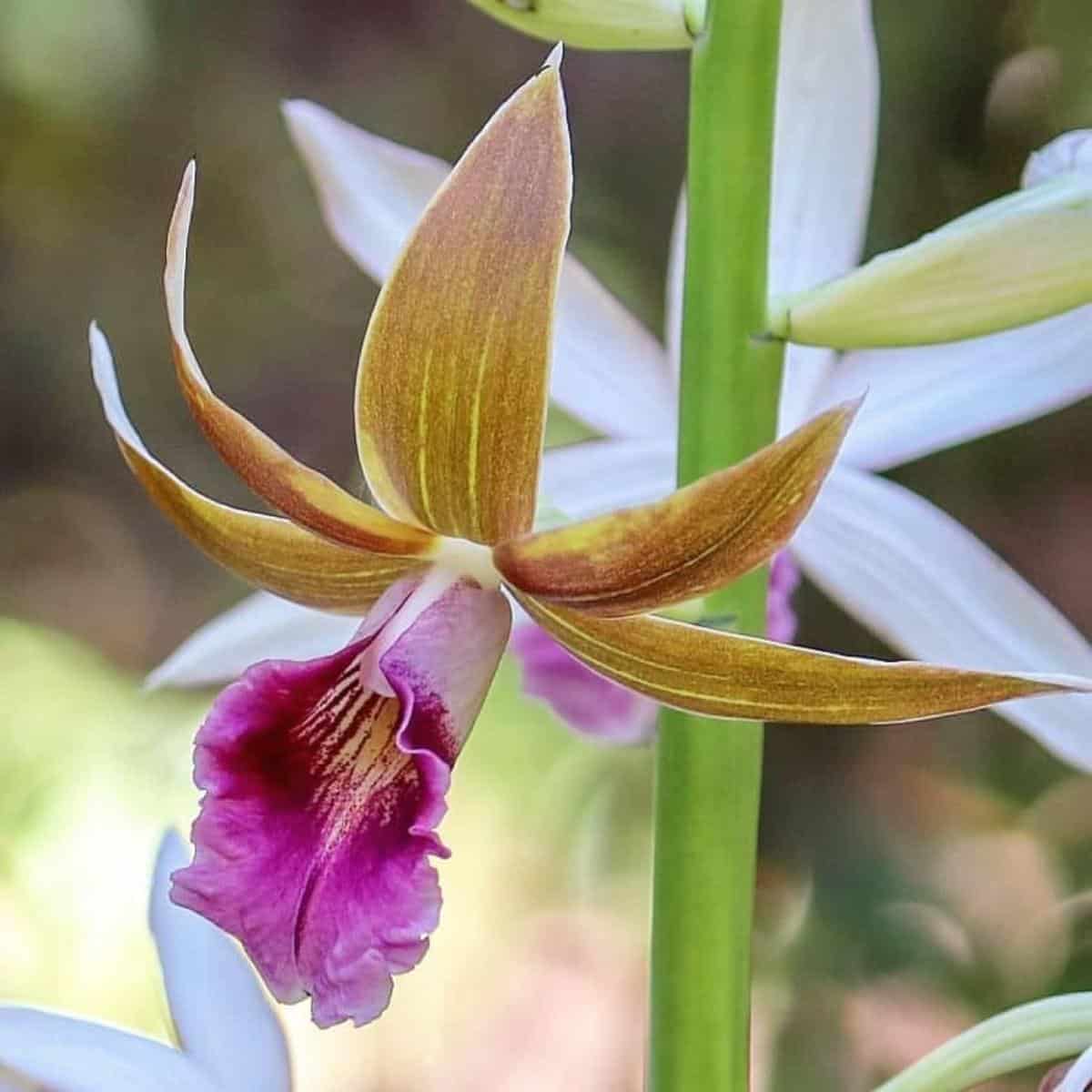 How To Care For Phaius The Nun Orchid