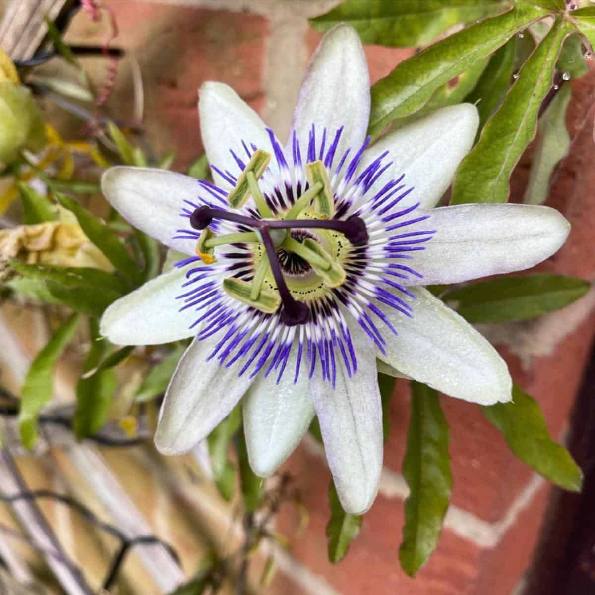 Passion Flower Vine Care Guide: Tips On How To Grow Passiflora Plants