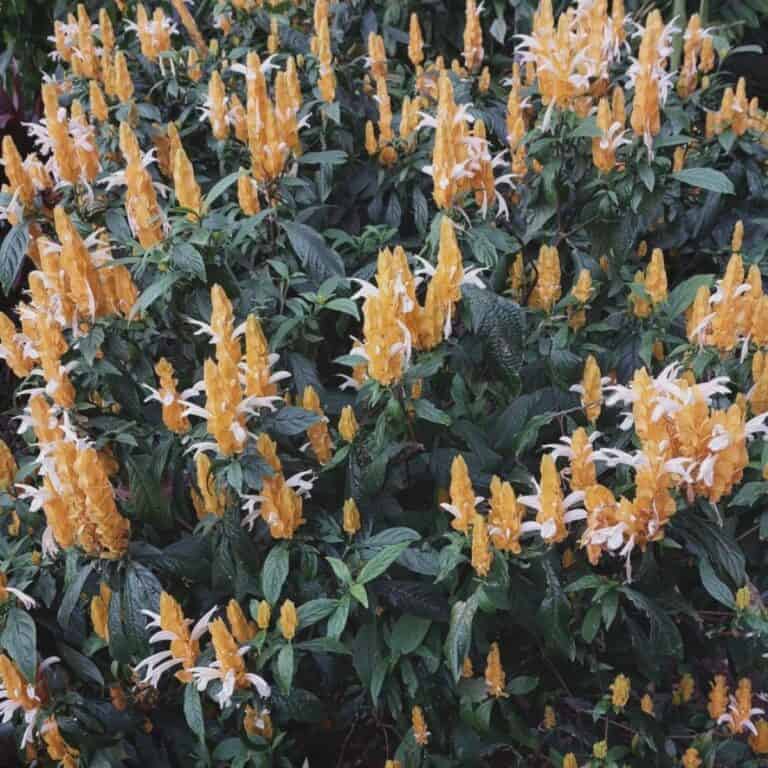 Golden Shrimp Plant: How To Care For Pachystachys Lutea