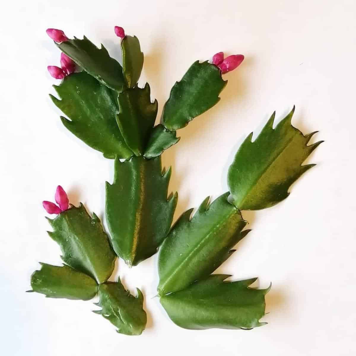 Cactus Propagation Starting Cactus Pups Pads Seeds And Plants