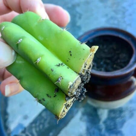 Cactus Propagation: Starting Cactus Pups, Pads, Seeds and Plants