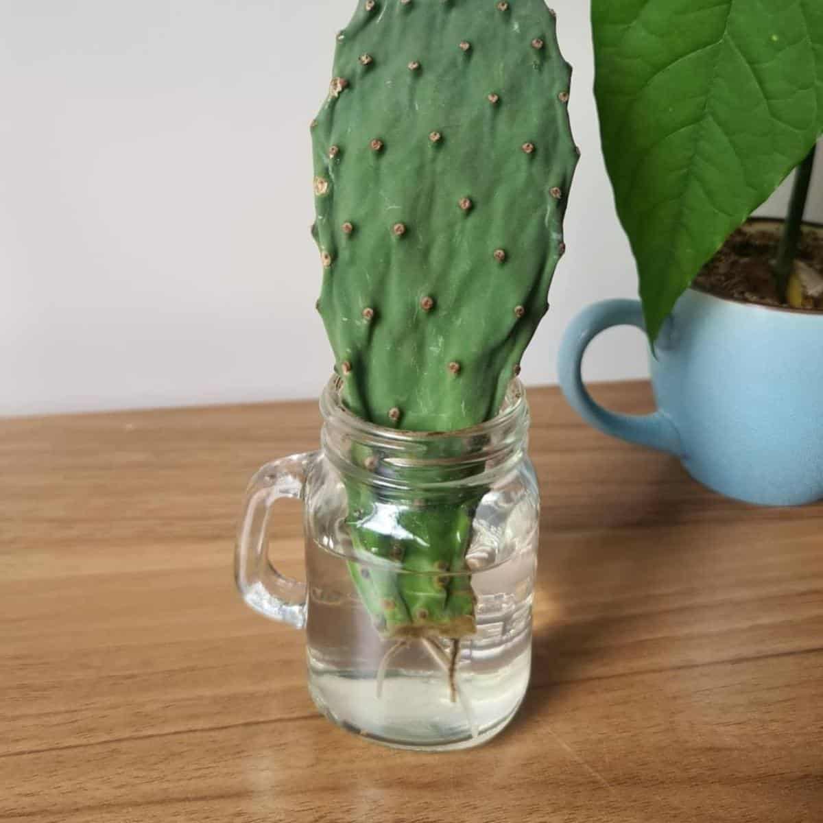 Cactus Propagation Starting Cactus Pups Pads Seeds And Plants