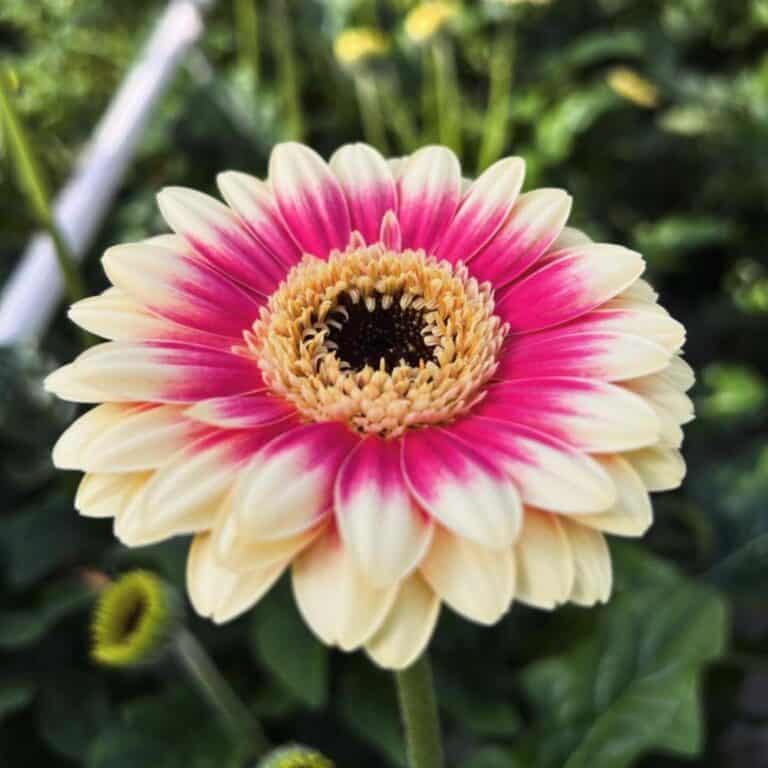 Gerbera Daisy Care: Growing and Planting Guide Outdoors | Potted