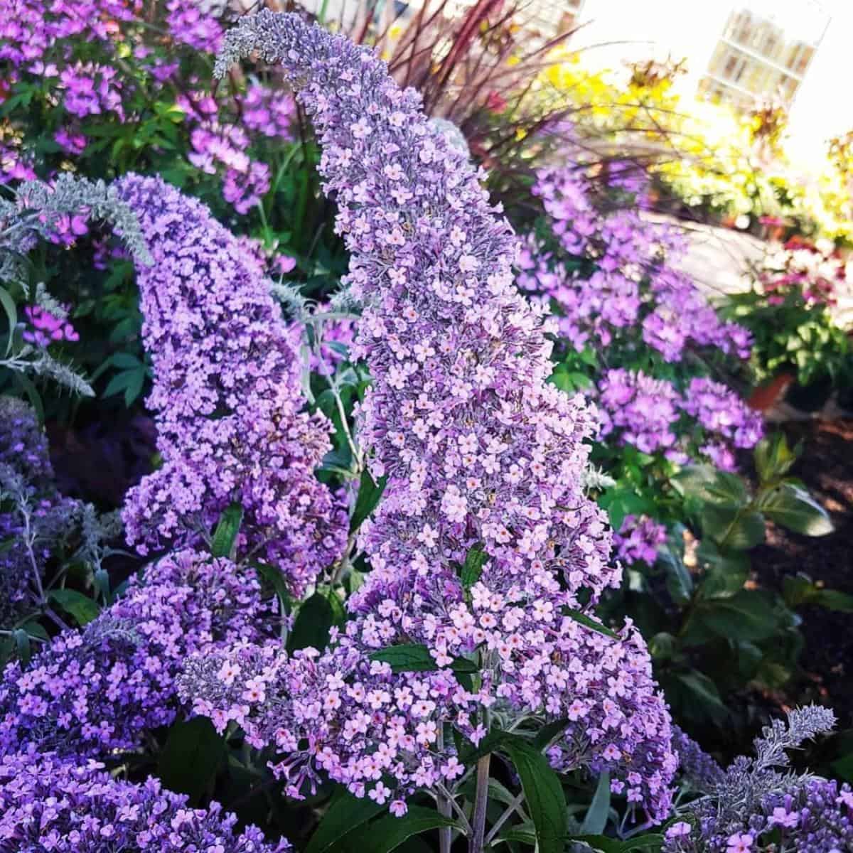 Buddleia Butterfly Bush Care: How To Grow And Care For Buddleia Plants