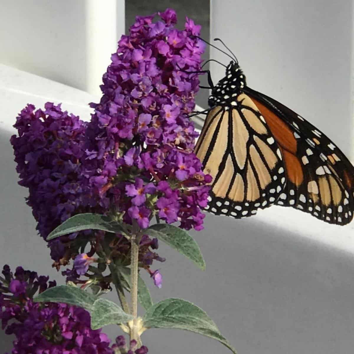 Buddleia Butterfly Bush Care: How To Grow And Care For Buddleia Plants