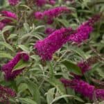 Buddleia Butterfly Bush Care: How To Grow And Care For Buddleia Plants