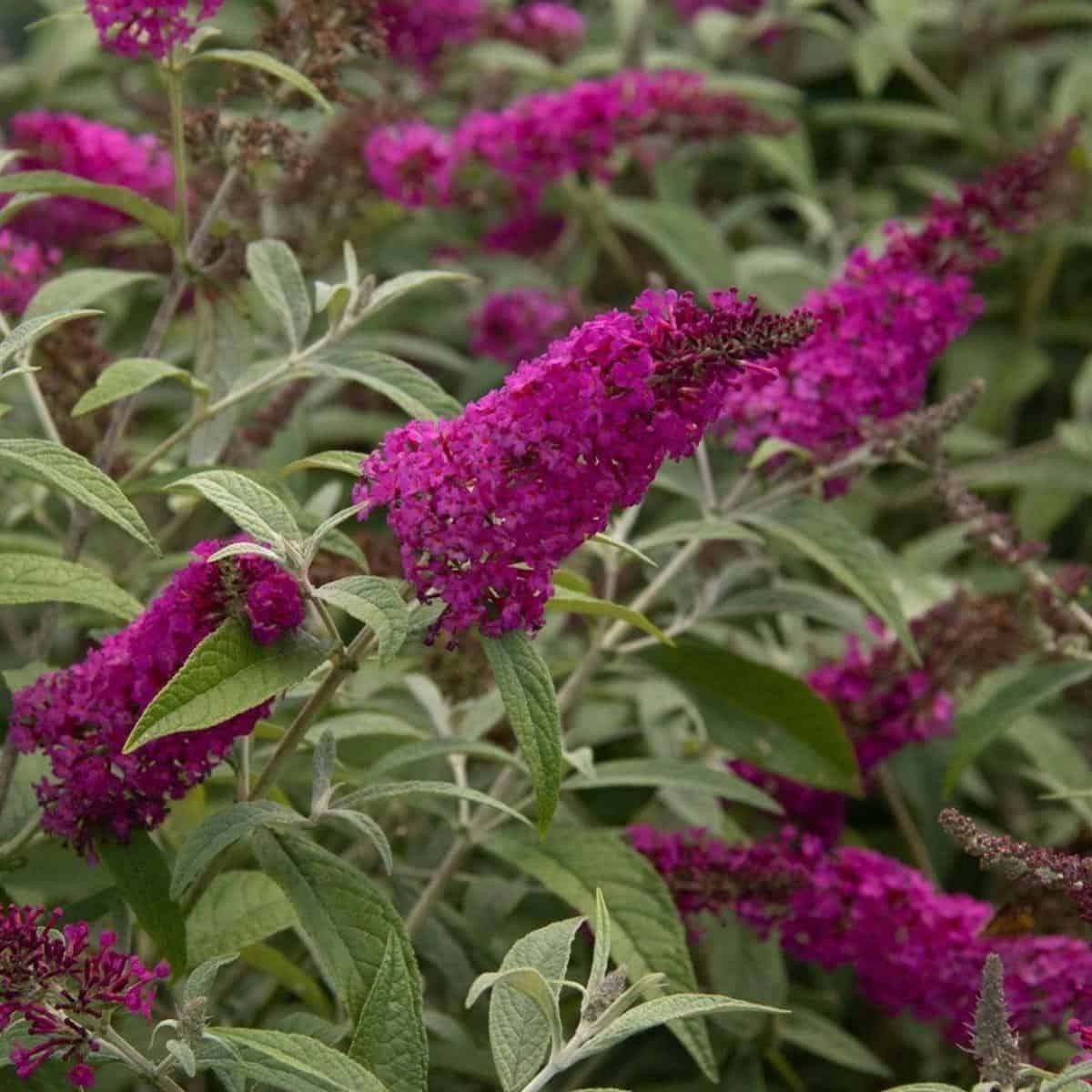Buddleia Butterfly Bush Care: How To Grow And Care For Buddleia Plants