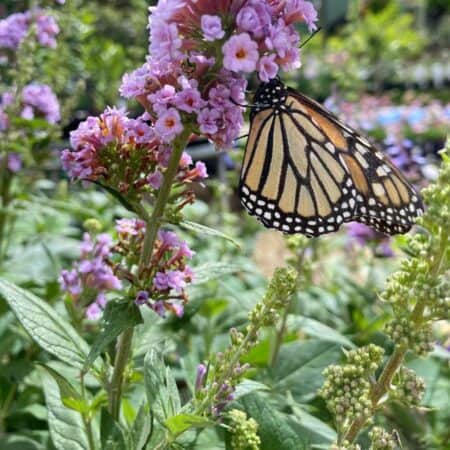 Buddleia Butterfly Bush Care: How To Grow And Care For Buddleia Plants