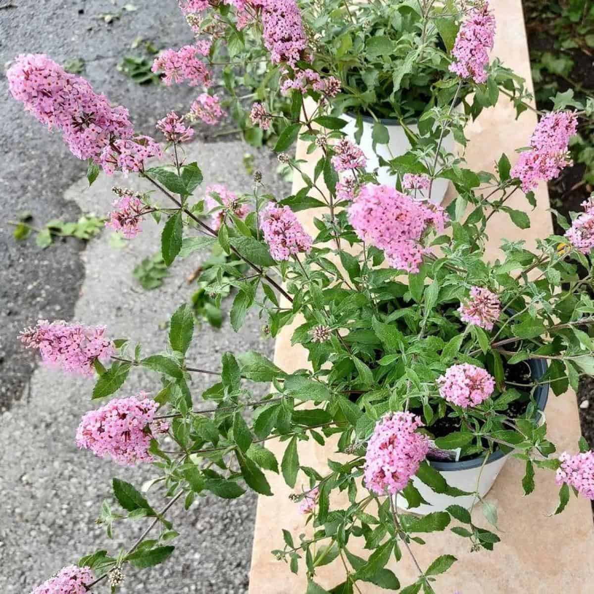 Buddleia Butterfly Bush Care: How To Grow And Care For Buddleia Plants
