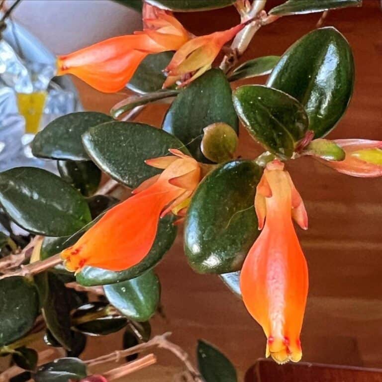 Goldfish Plant Care: How To Grow Columnea Gold Fish Plants