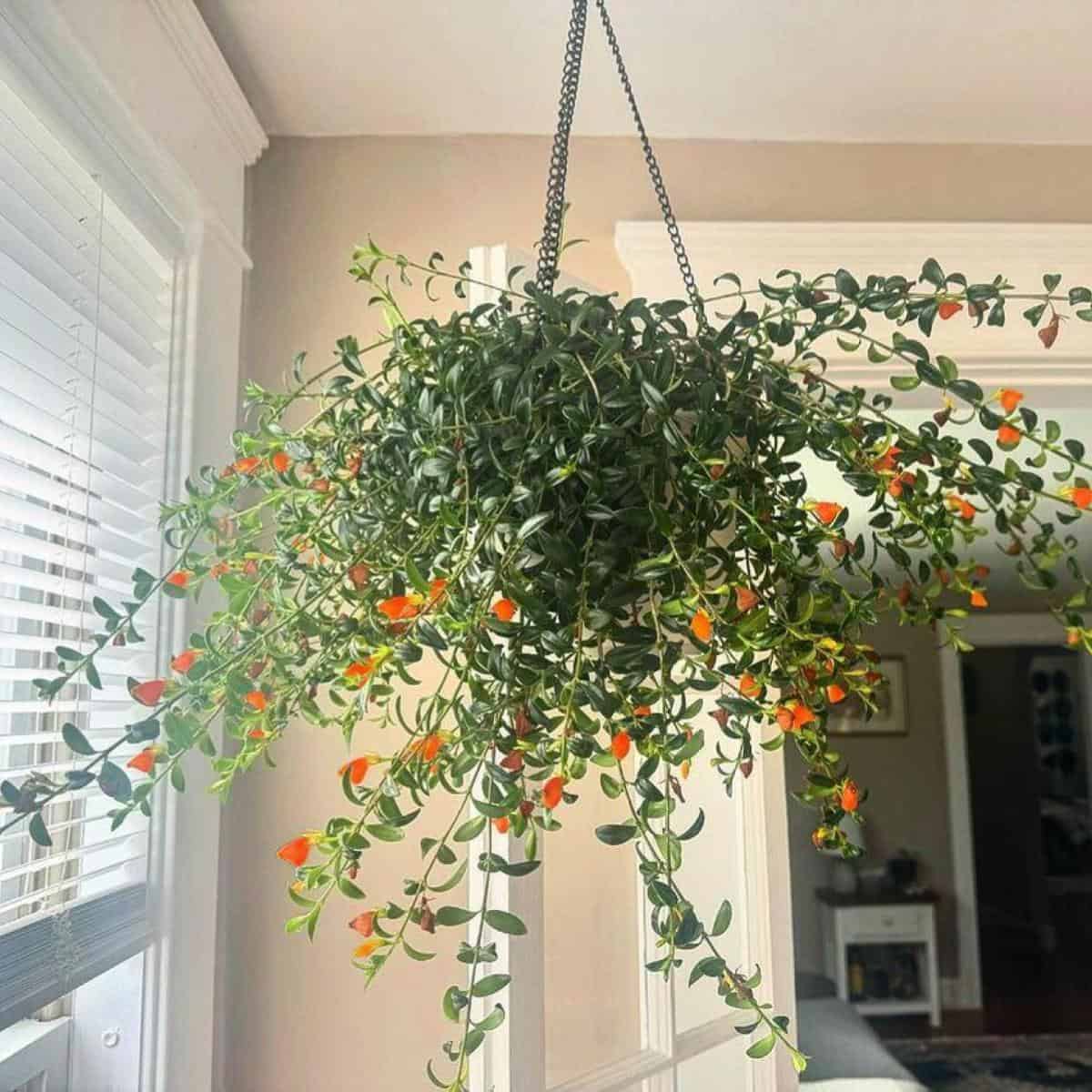 Goldfish Plant Care: How To Grow Columnea Gold Fish Plants
