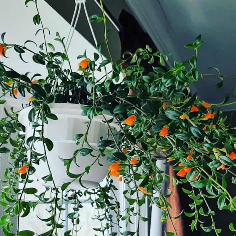 Goldfish Plant Care: How To Grow Columnea Gold Fish Plants