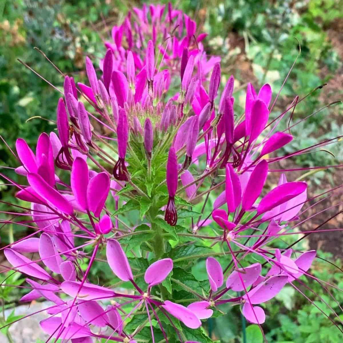 Cleome Plant Care: How To Grow The Spider Flower