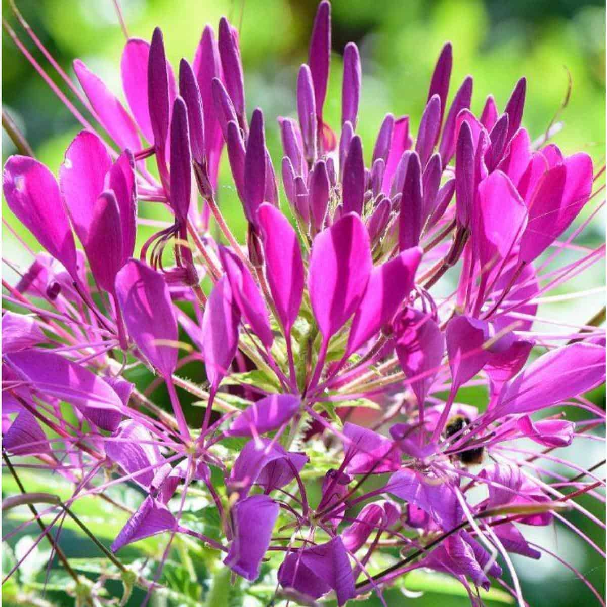 Cleome Plant Care: How To Grow The Spider Flower