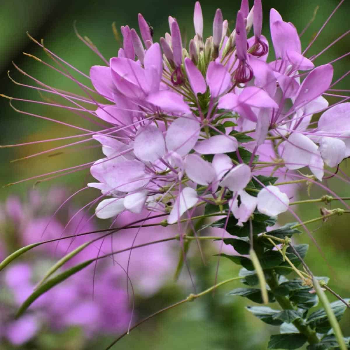 Cleome Plant Care: How To Grow The Spider Flower