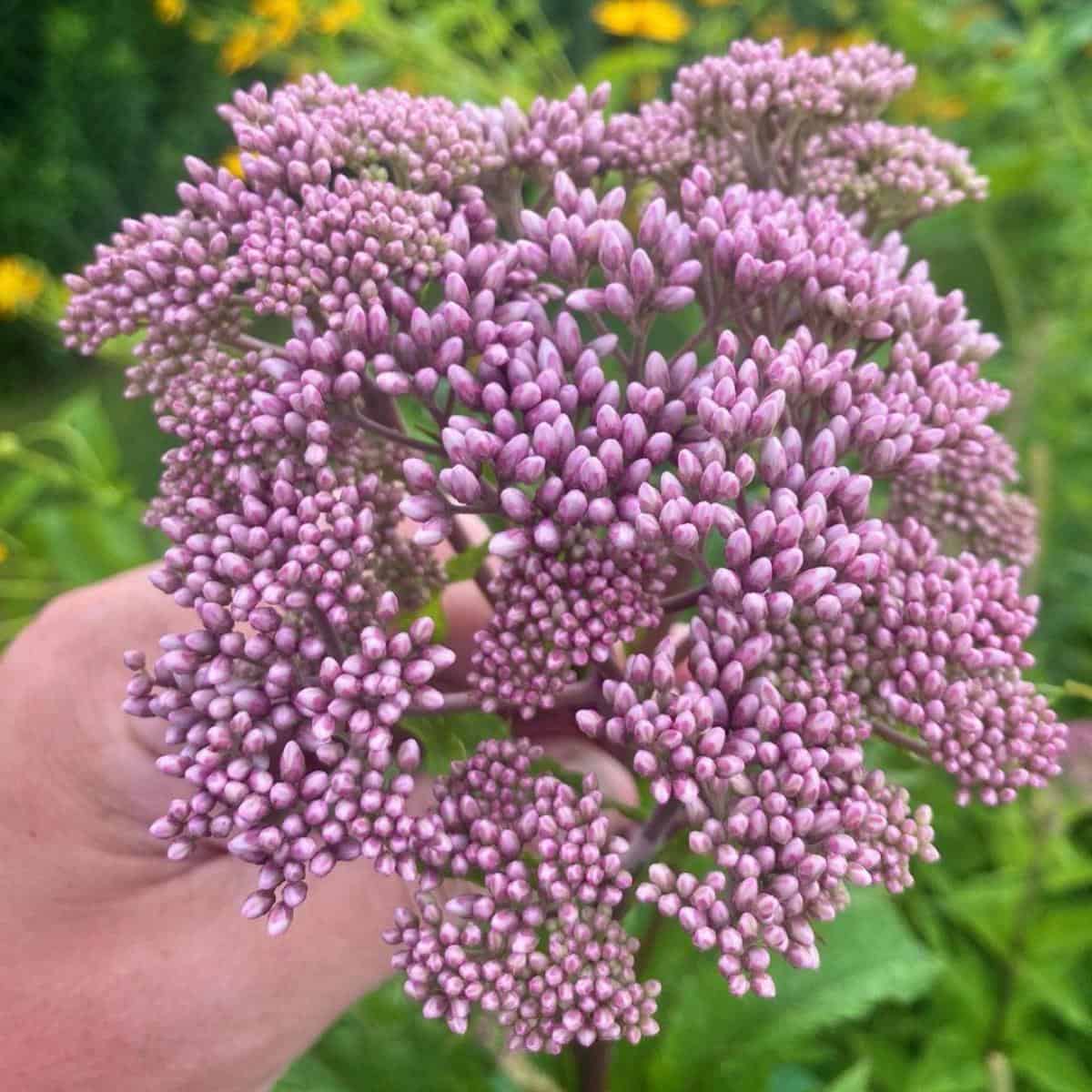Beautiful Joe Pye Weed - How To Grow And How Useful Is It?