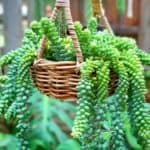 Burro’s Tail Plant Care - How To Grow & Propagate [Sedum Morganianum]