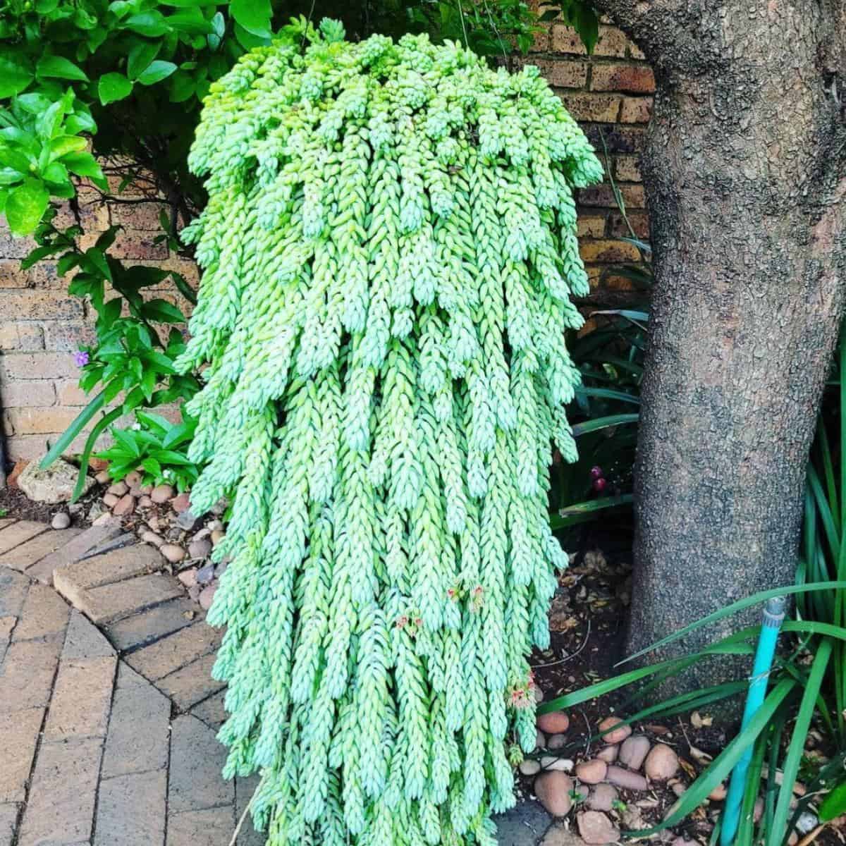 Burro’s Tail Plant Care - How To Grow & Propagate [Sedum Morganianum]