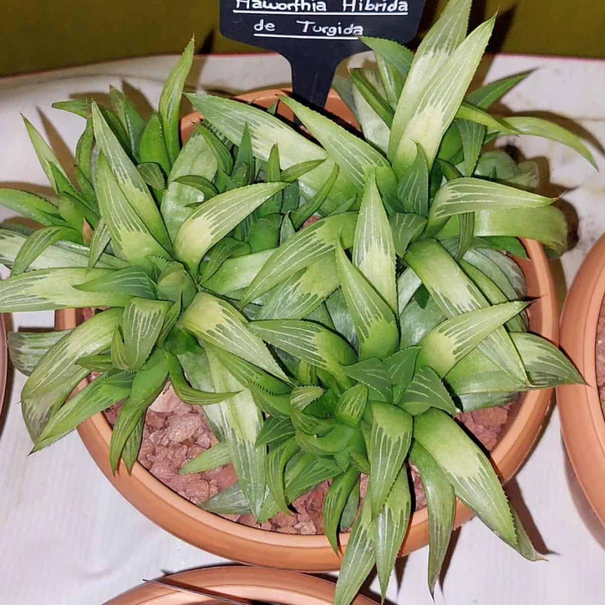 Growing Haworthia Succulents: How To Care For The Pearl Plant