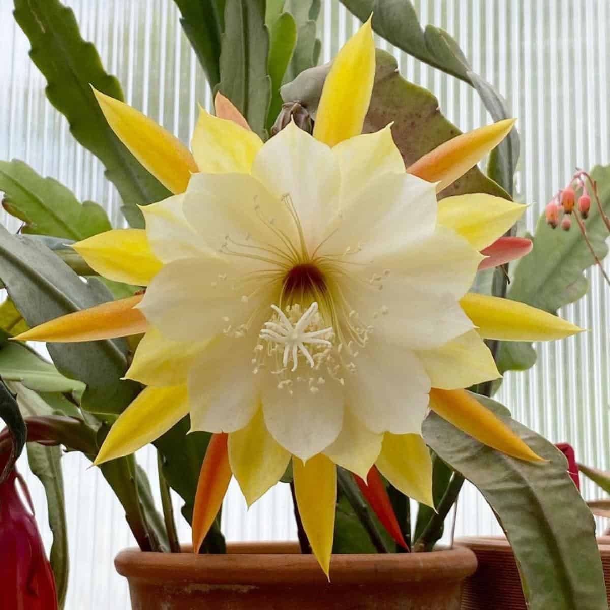 Epiphyllum Orchid Cactus Care: Learn Cactus Orchid Growing Tips