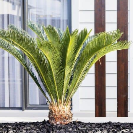 Sago Palm Care: A Cycas Revoluta Growing [GUIDE]