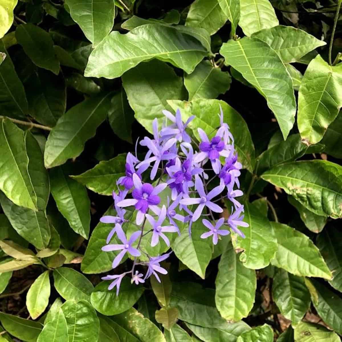 Petrea Volubilis: Stunning Queen's Wreath Transforms Your Garden