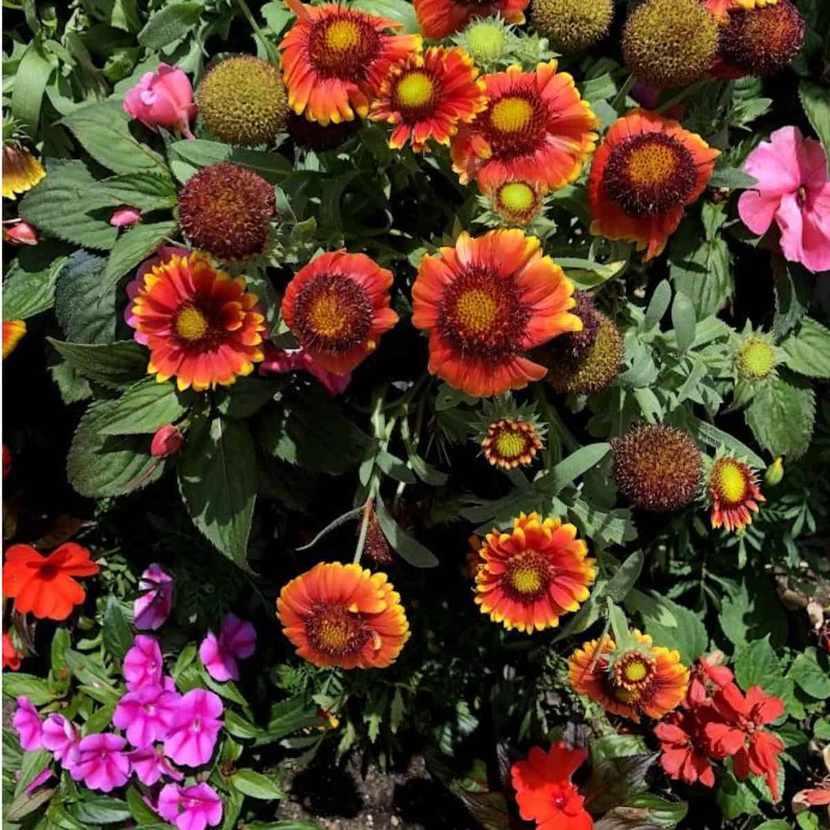 7 Reasons To Grow The Perennial Blanket Flower Gaillardia