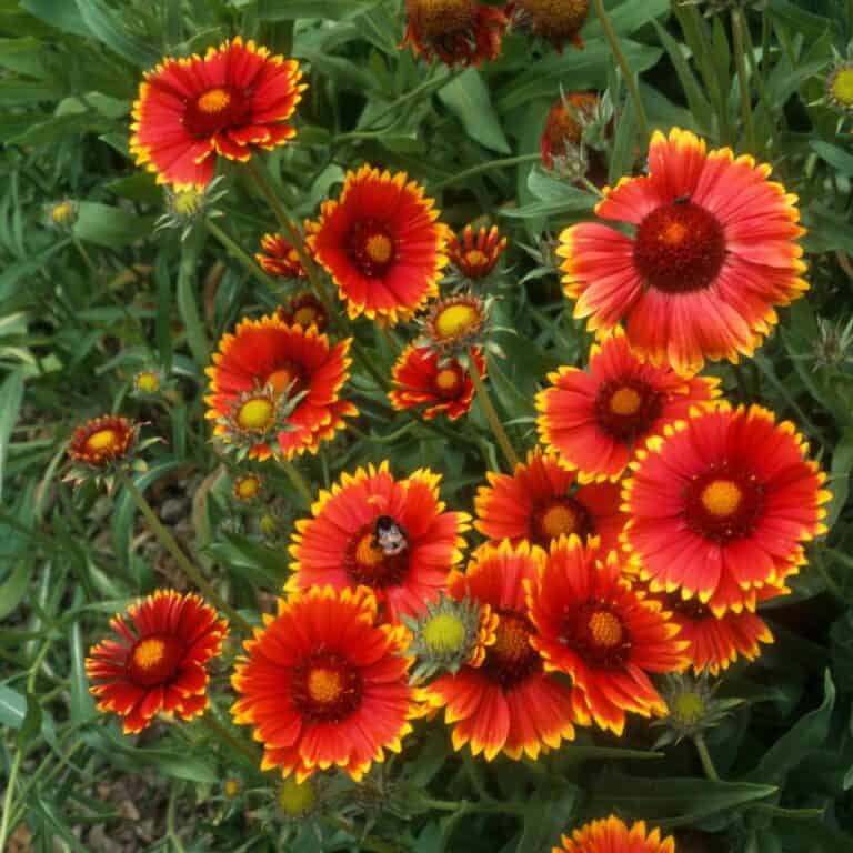 7 Reasons To Grow The Perennial Blanket Flower Gaillardia