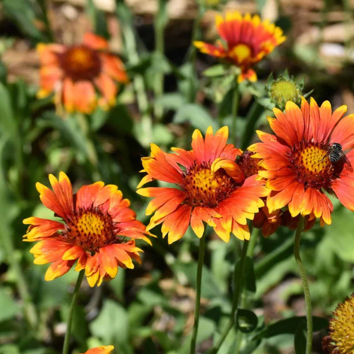 7 Reasons To Grow The Perennial Blanket Flower Gaillardia
