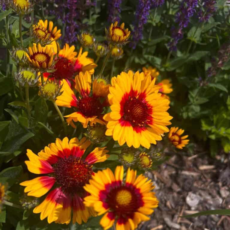 7 Reasons To Grow The Perennial Blanket Flower Gaillardia