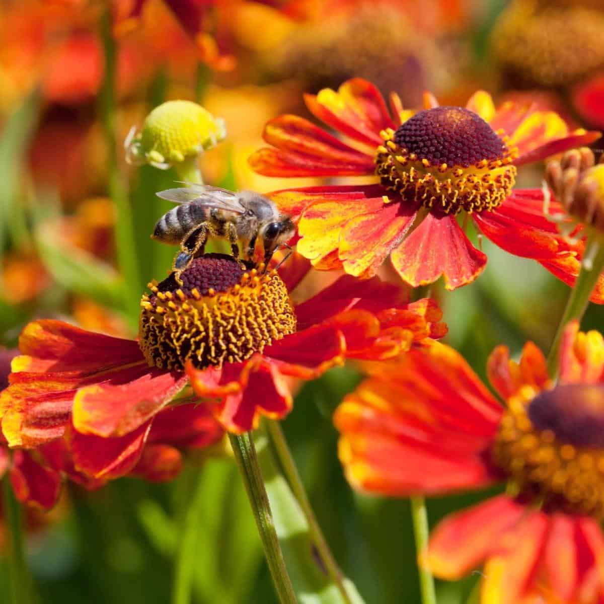 7 Reasons To Grow The Perennial Blanket Flower Gaillardia