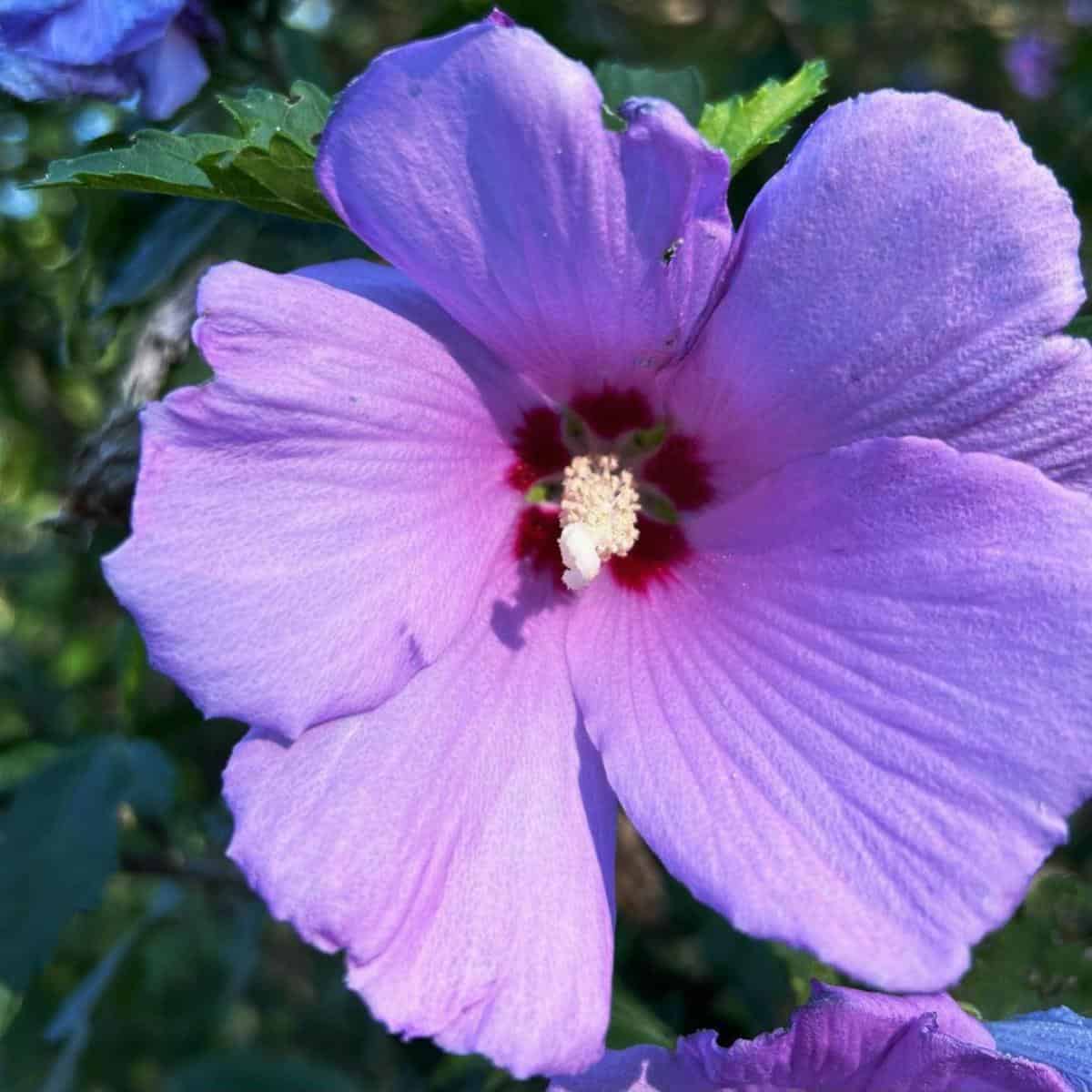 Rose Of Sharon: How To Grow and Care For Hibiscus Syriacus