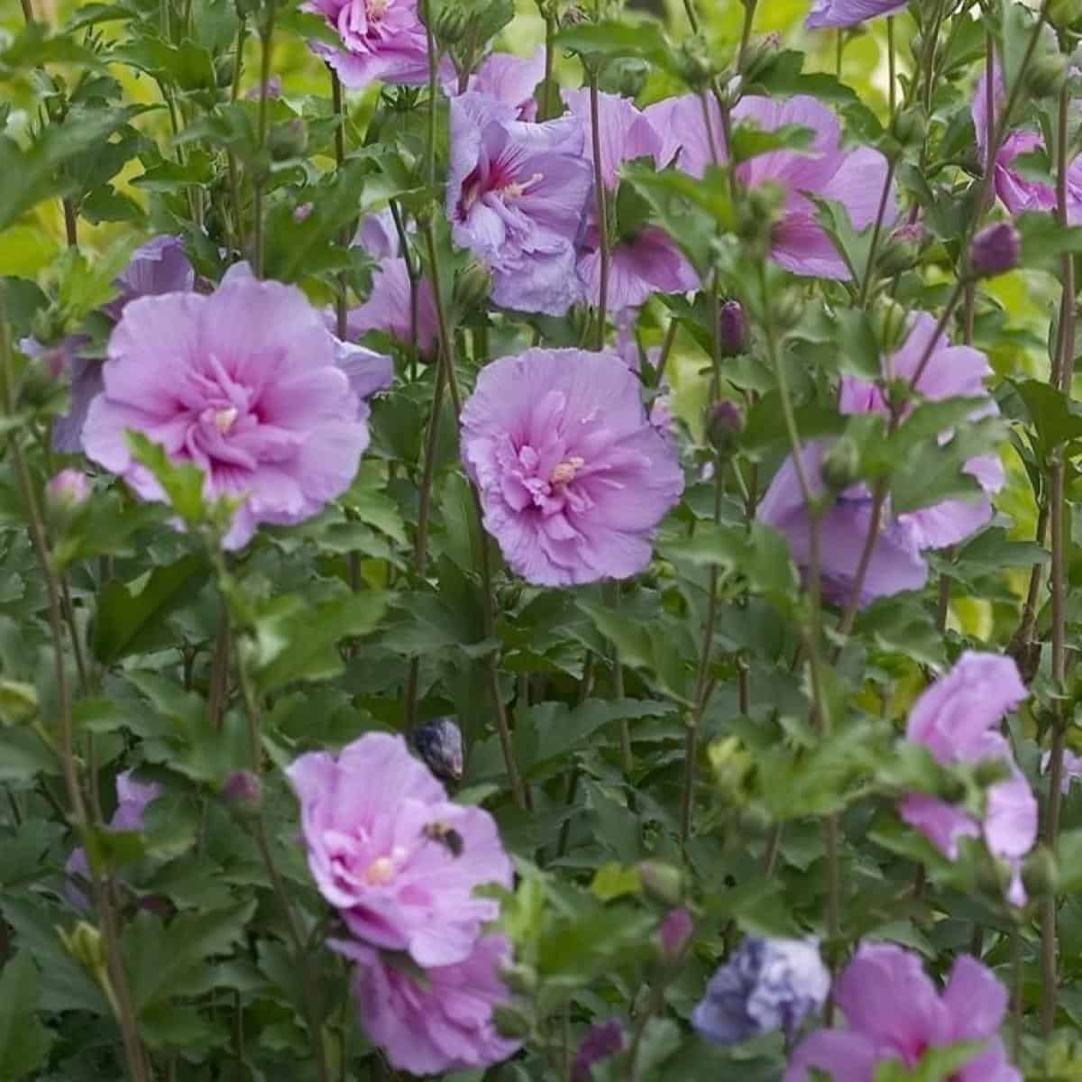 Rose Of Sharon: How To Grow and Care For Hibiscus Syriacus