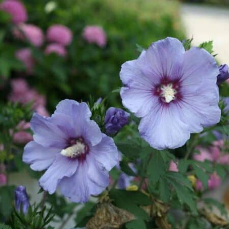 Rose Of Sharon: How To Grow and Care For Hibiscus Syriacus