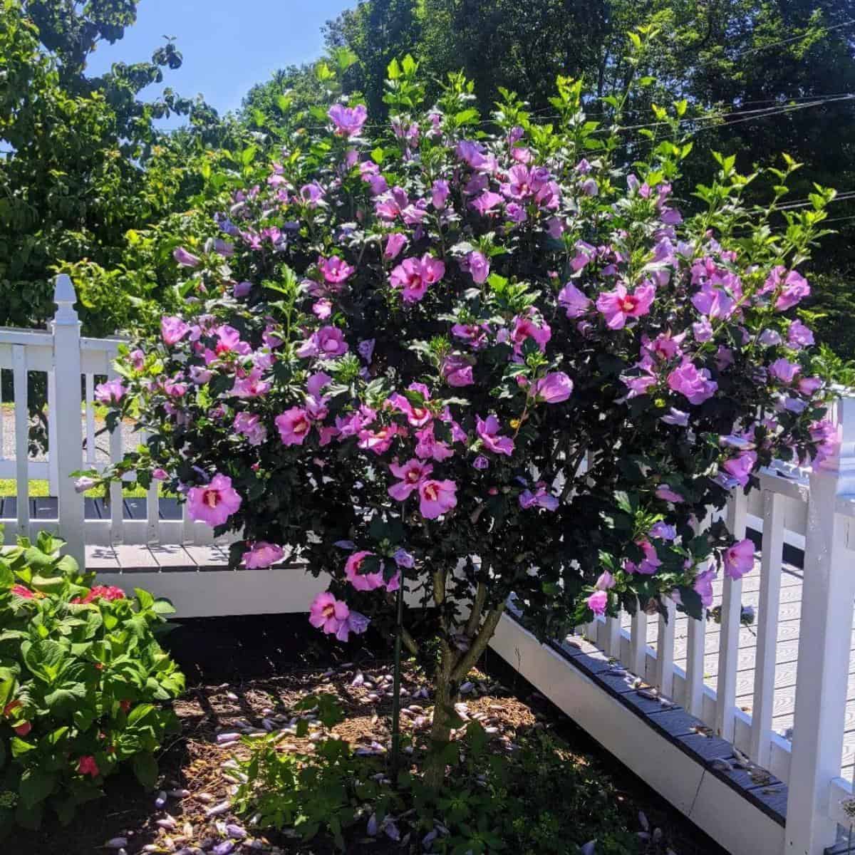 Rose Of Sharon: How To Grow and Care For Hibiscus Syriacus