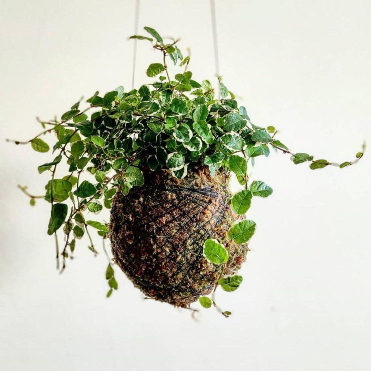Ficus Pumila Care: How To Grow Creeping Fig Plants