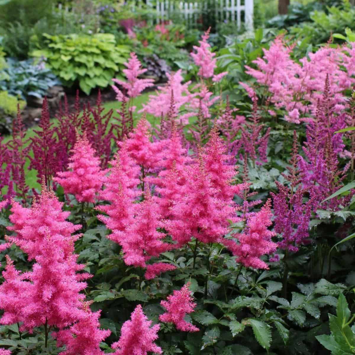 17 Easy-to-Grow Perennials for Beginner Gardeners
